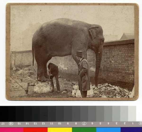 Sanger's Circus | V&A Explore The Collections