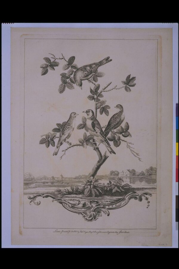 A New Book of Birds | Unknown | Sayer, Robert | V&A Explore The Collections