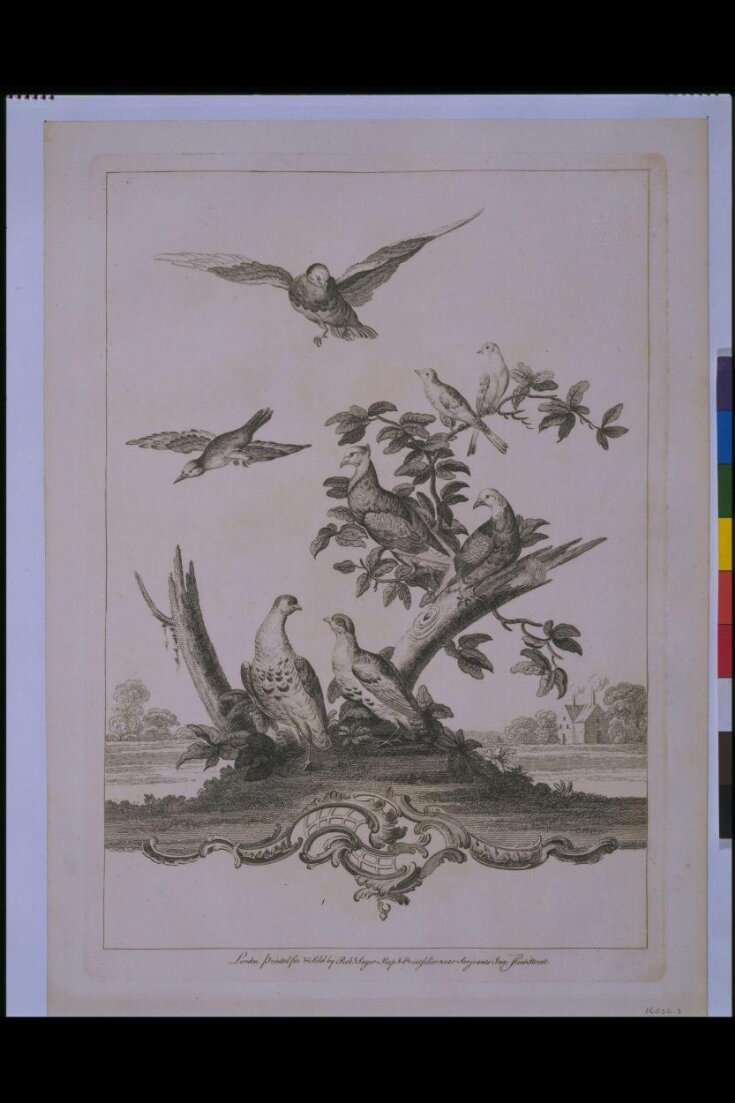 A New Book of Birds | Unknown | Sayer, Robert | V&A Explore The Collections