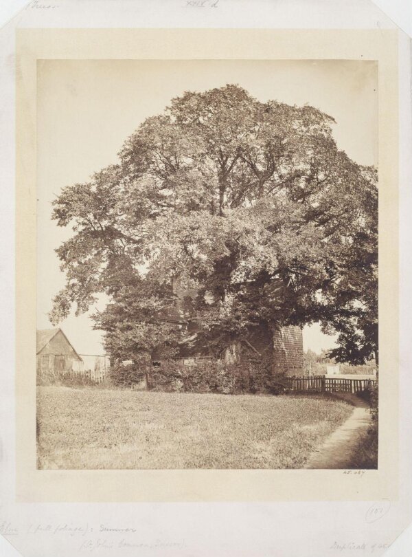 Elm in Winter; Elm in Summer, St John’s Common, Sussex | Fox, Edward ...
