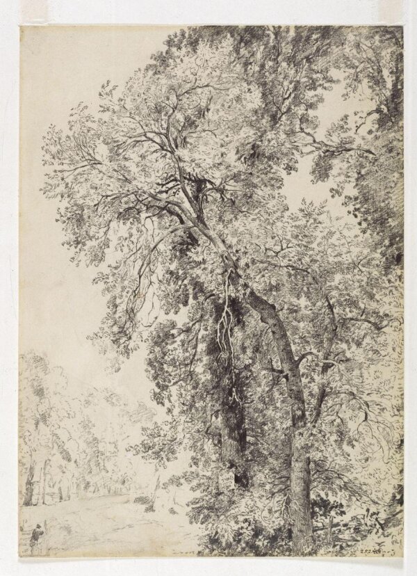 Study of ash trees | Constable, John (RA) | V&A Explore The Collections