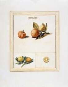 Myrtle-leaf orange, Citrus myrtifolia | Leonardi, Vincenzo | V&A ...