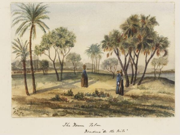 `The Doum Palm Dendera "On the Nile" | Sausmarez, George de (General ...