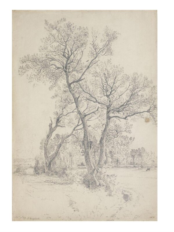 Trees at East Bergholt | Constable, John (RA) | V&A Explore The Collections