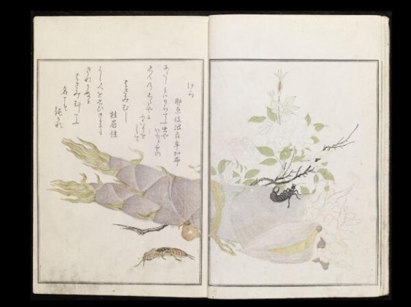Picture Book: Selected Insects | Kitagawa Utamaro | V&A Explore The ...