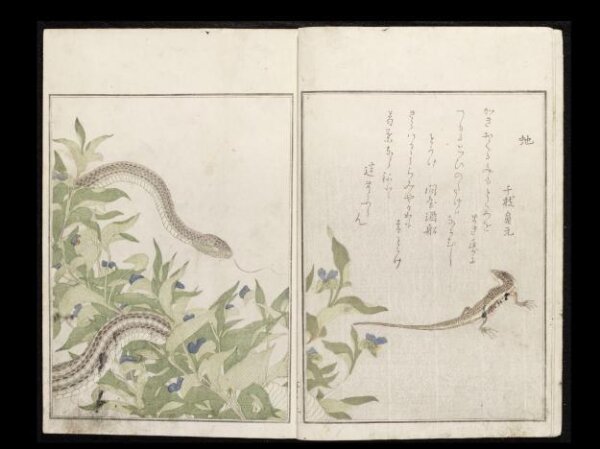 Picture Book: Selected Insects | Kitagawa Utamaro | V&A Explore The ...