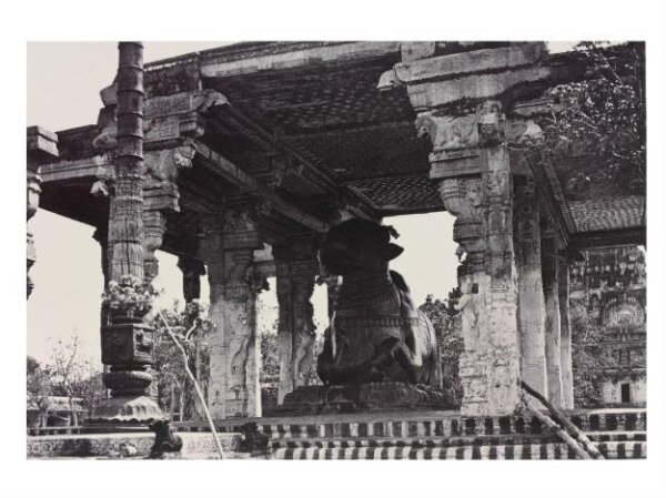 The Great Bull | Tripe, Linnaeus | V&A Explore The Collections