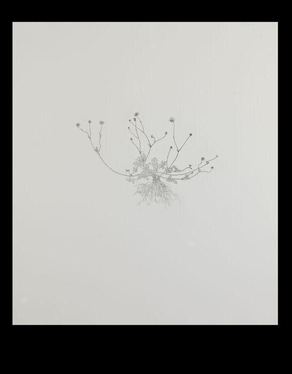 Creeping Buttercup | Landy, Michael | V&A Explore The Collections