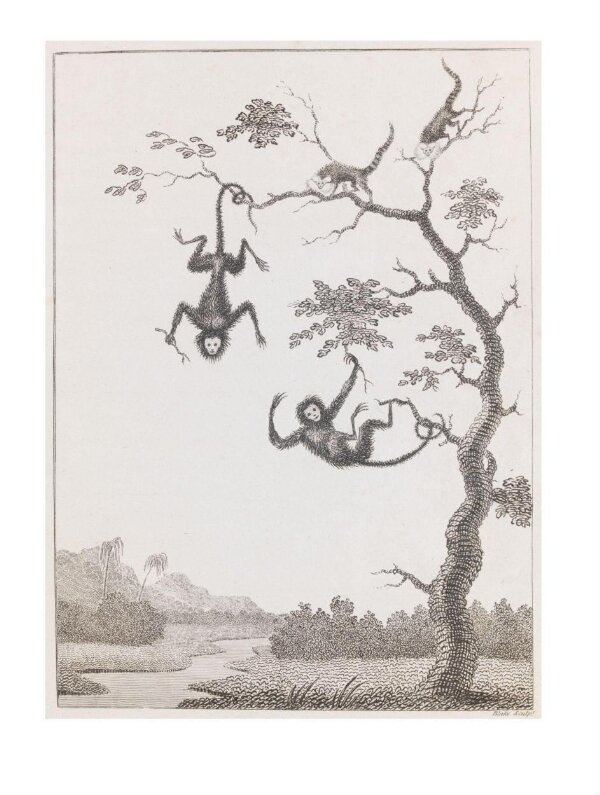 The Quato & Saccawinkee Monkeys | Blake, William | V&A Explore The ...