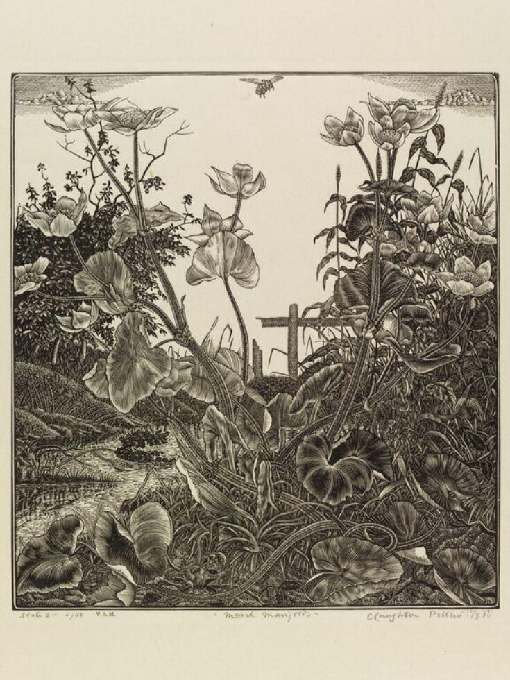 Marsh Magnolias | Pellew, Claughton | V&A Explore The Collections