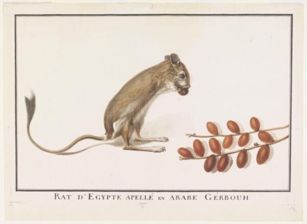 Rat dEgypte apellé en Arabe Gérbouh | Adanson, Jean-Baptiste | V&A ...