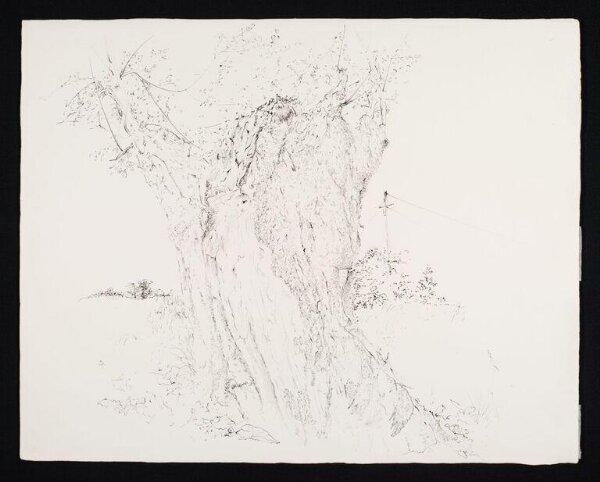 Apple Tree | Takal, Peter | V&A Explore The Collections