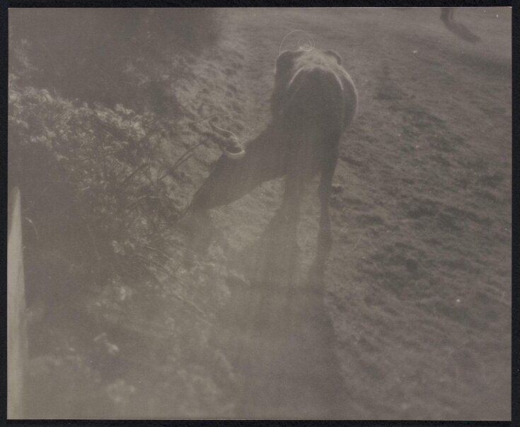 Photograph | Curtis Moffat | V&A Explore The Collections