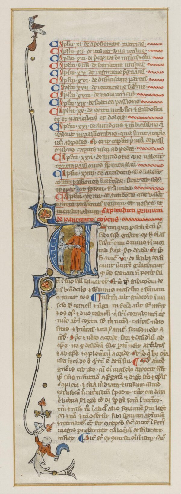 Cutting from Bernard de Gordon's Lily of Medicine | de Gordon, Bernard ...