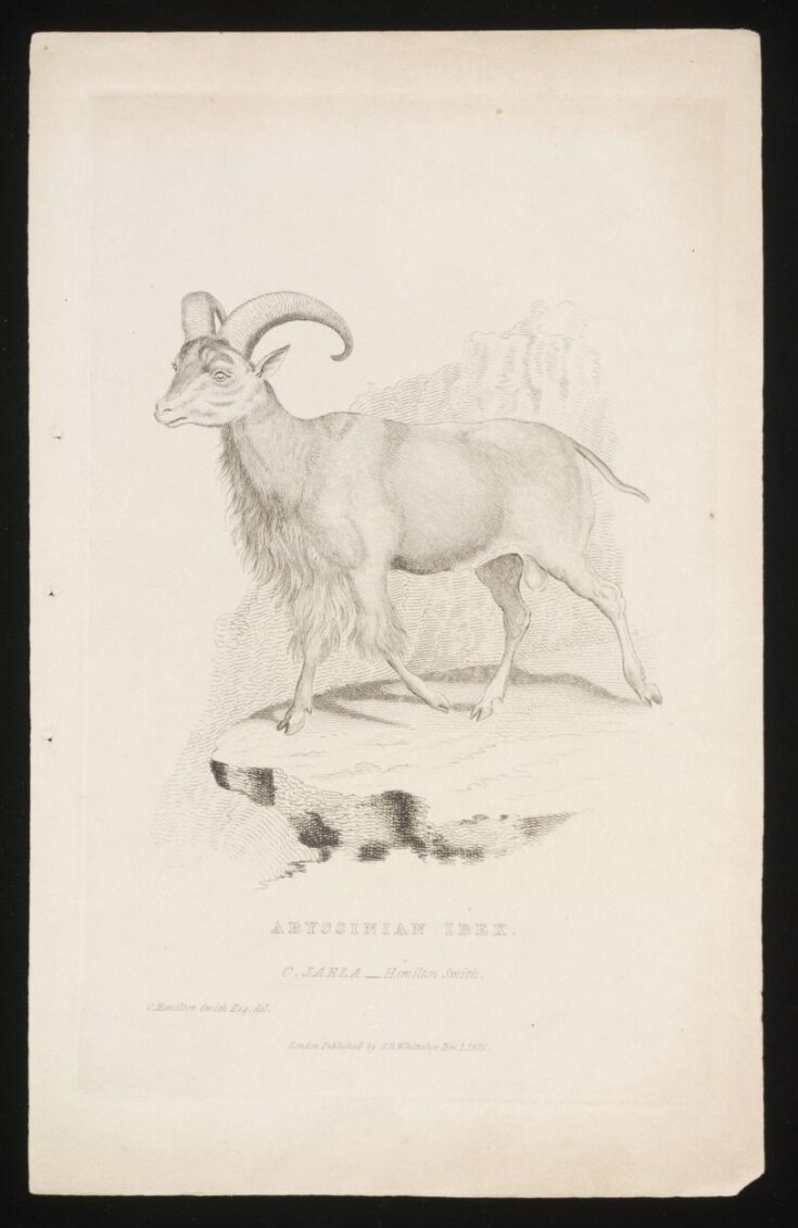 Abyssinian Ibex | Whittaker, G. B. | Smith, Charles Hamilton | V&A ...