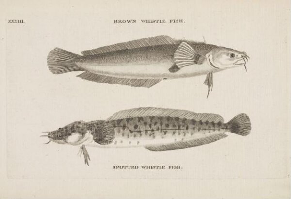 BROWN WHISTLE FISH. | Unknown | V&A Explore The Collections