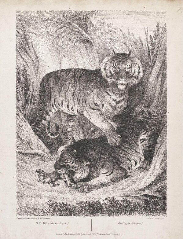 TIGER. | Hullmandel, Charles | Kearney, W. H. | V&A Explore The Collections