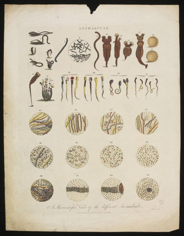 A Microscopic View of the Different Animalcules | Wilkes, J. | Pass, J ...