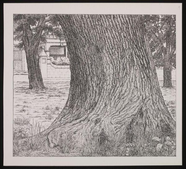 Oak tree trunk, Wimbledon Parkside | Bowen, Donald | V&A Explore The ...
