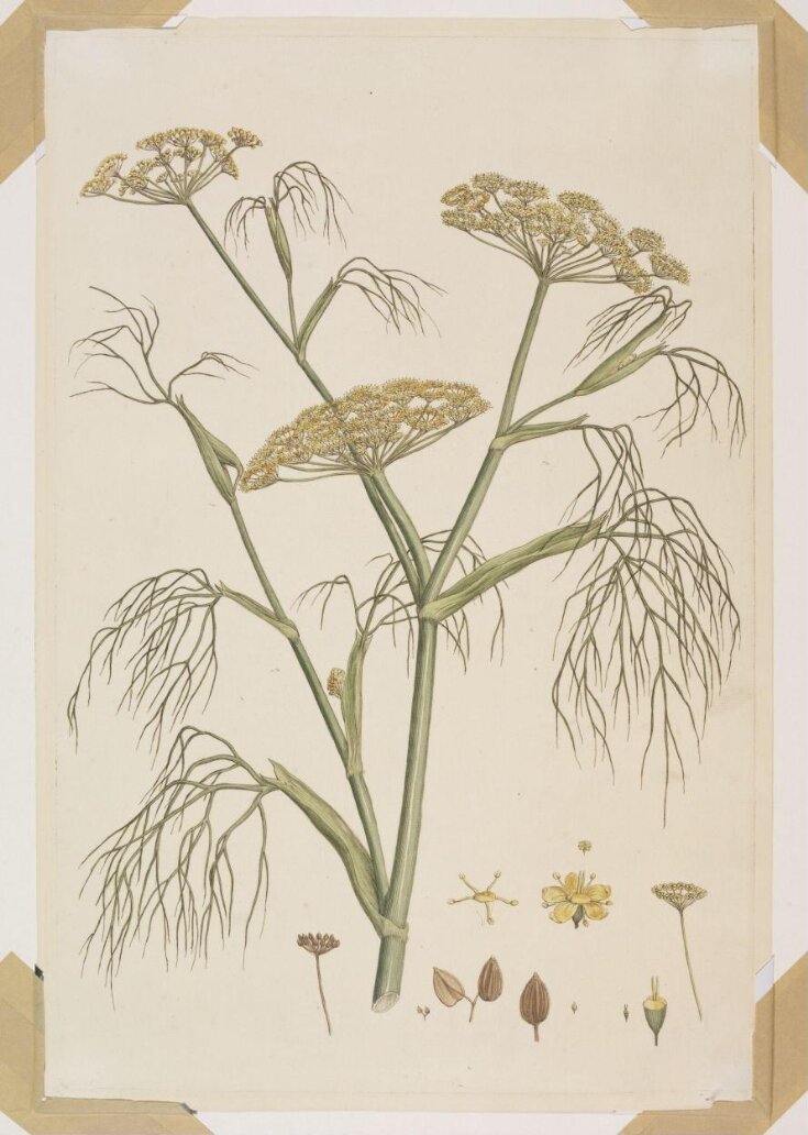 Print | John Miller | V&A Explore The Collections
