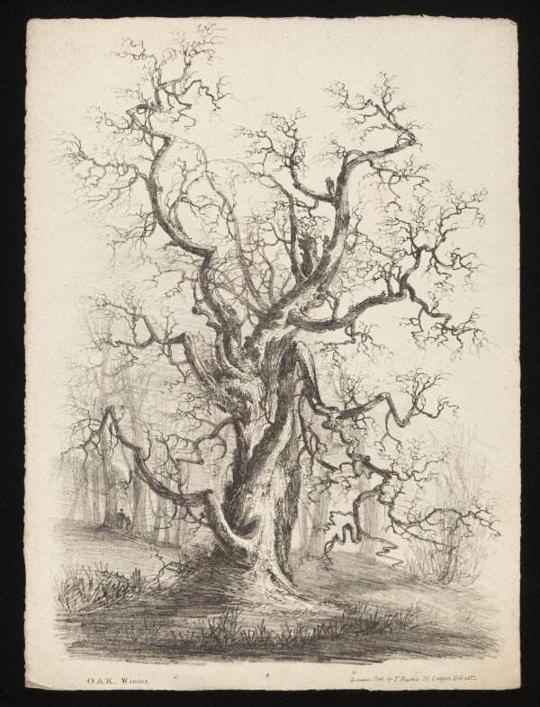 Trees with foliage and leafless | Hullmandel, Charles | Calvert ...