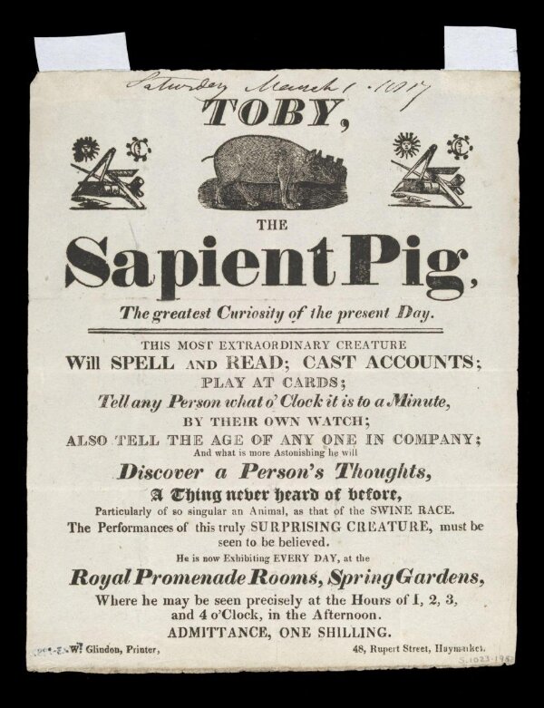 Toby the Sapient Pig | V&A Explore The Collections