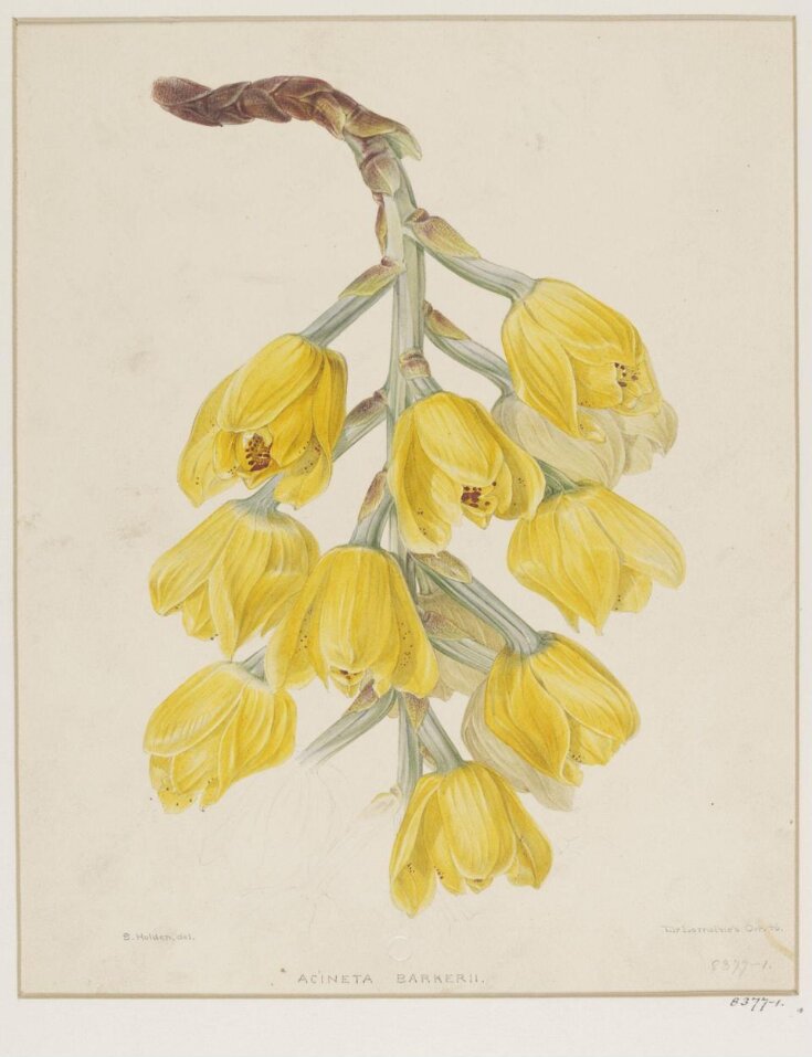 Acineta Barkerii | Holden, Samuel | V&A Explore The Collections
