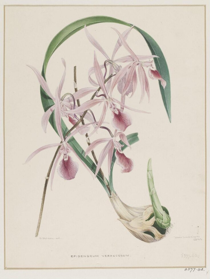 Drawing | Holden, Samuel | V&A Explore The Collections