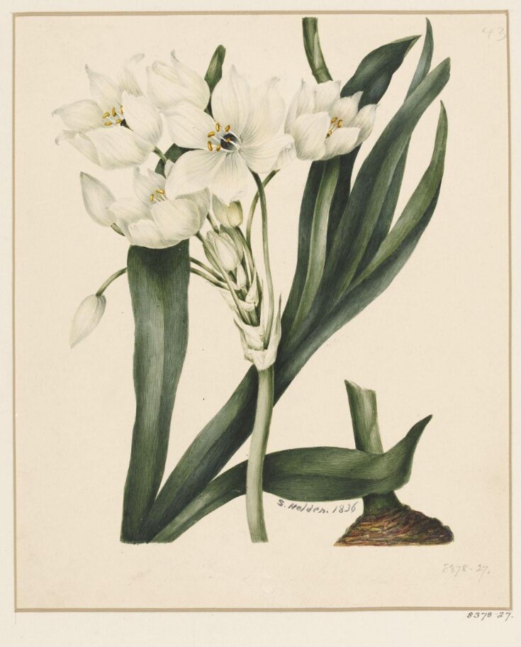 Drawing | Holden, Samuel | V&A Explore The Collections