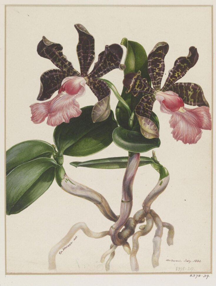 Drawing | Holden, Samuel | V&A Explore The Collections