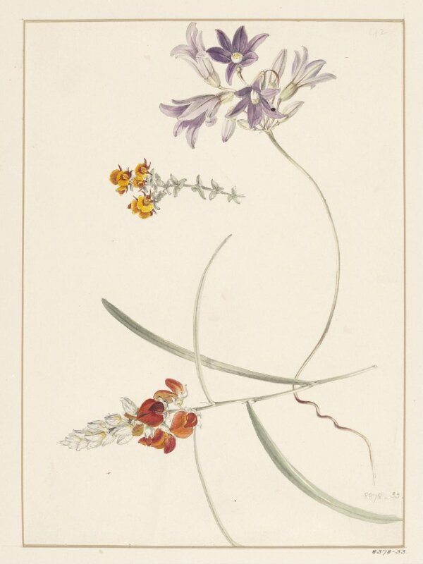 Drawing | Holden, Samuel | V&A Explore The Collections