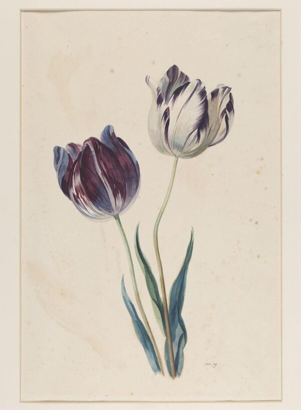 Study of a tulip | Moser, Mary RA | V&A Explore The Collections