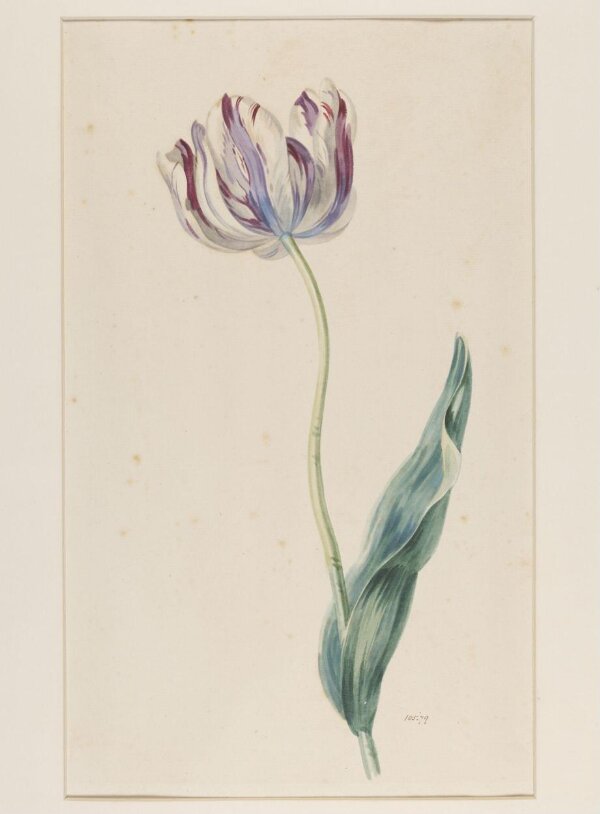 Study of a tulip | Moser, Mary RA | V&A Explore The Collections