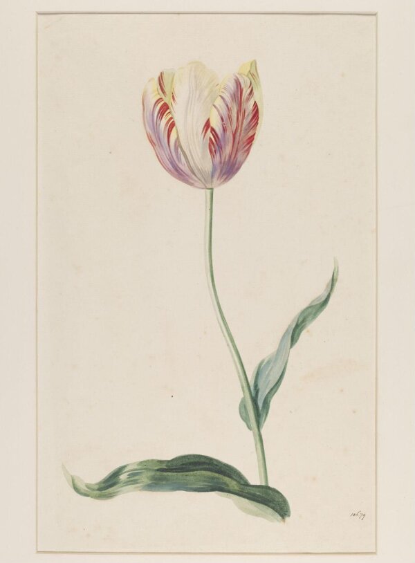 Study of a tulip | Moser, Mary RA | V&A Explore The Collections