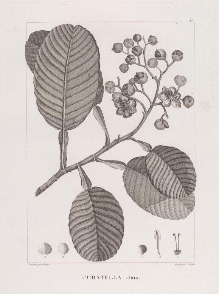 Curatella alata | Pierre Jean Francois Turpin | V&A Explore The Collections