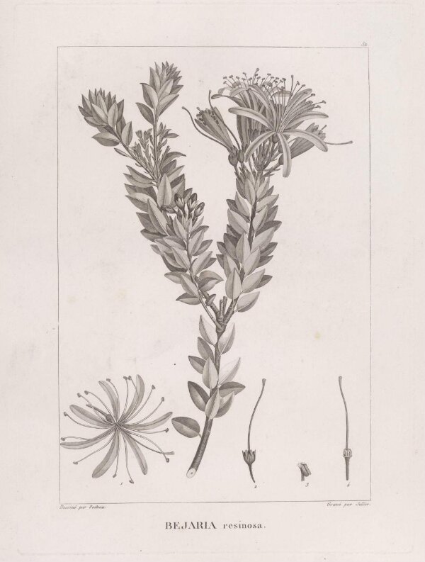 Another impression | Pierre Jean Francois Turpin | V&A Explore The ...