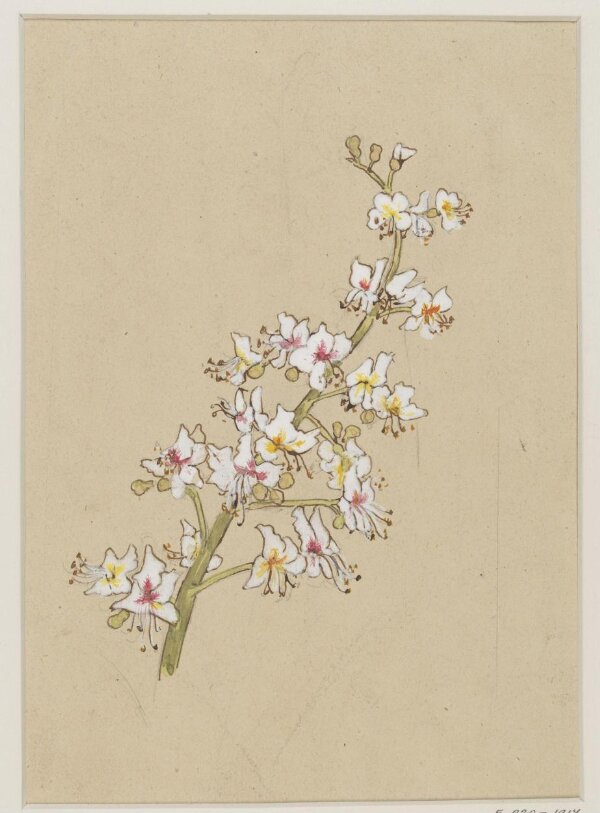 Drawing | Spiers, Charlotte Horn | V&A Explore The Collections