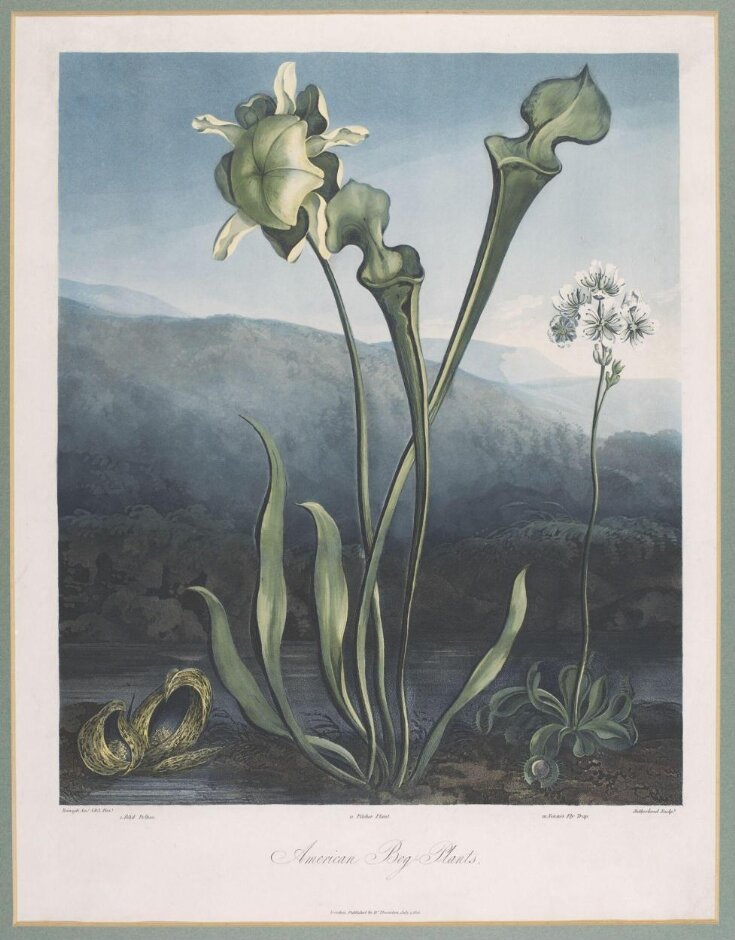 American Bog-Plants | Sutherland, Thomas | Reinagle, Philip | Thornton ...