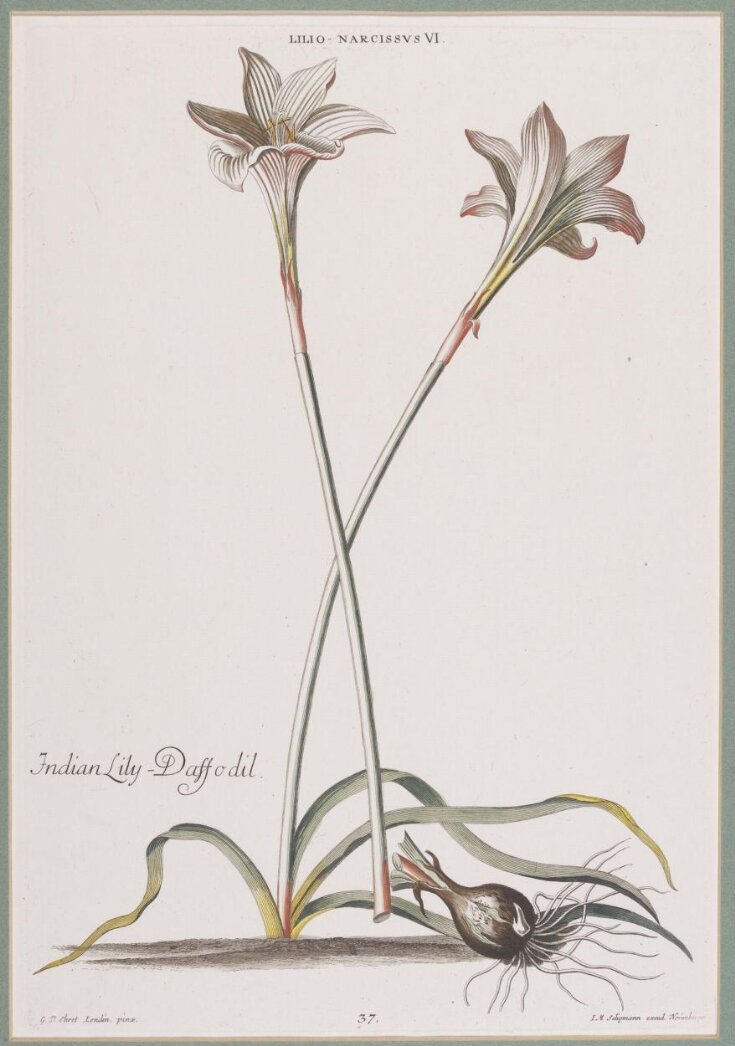 The Indian Lily Daffodil | Georg Dionysius Ehret | V&A Explore The ...
