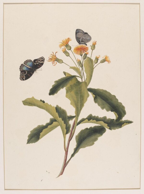 Drawing | V&A Explore The Collections