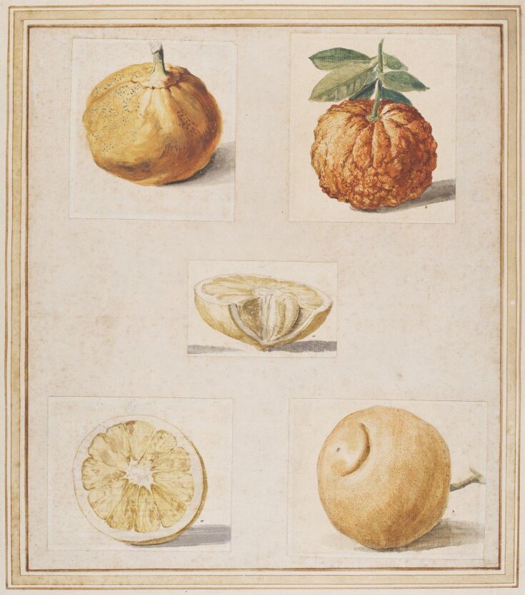 Citrus sp. | Leonardi, Vincenzo | V&A Explore The Collections