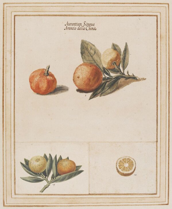 Myrtle-leaf orange, Citrus myrtifolia | Leonardi, Vincenzo | V&A ...