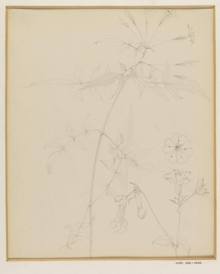 Jessamine and Red Campion | Lethaby, W. R. | V&A Explore The Collections