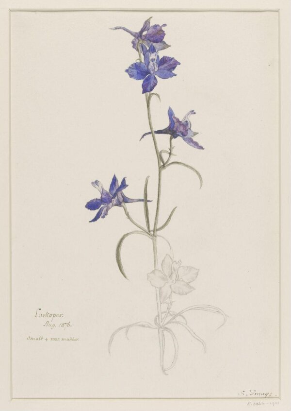 | Selwyn Image | V&A Explore The Collections