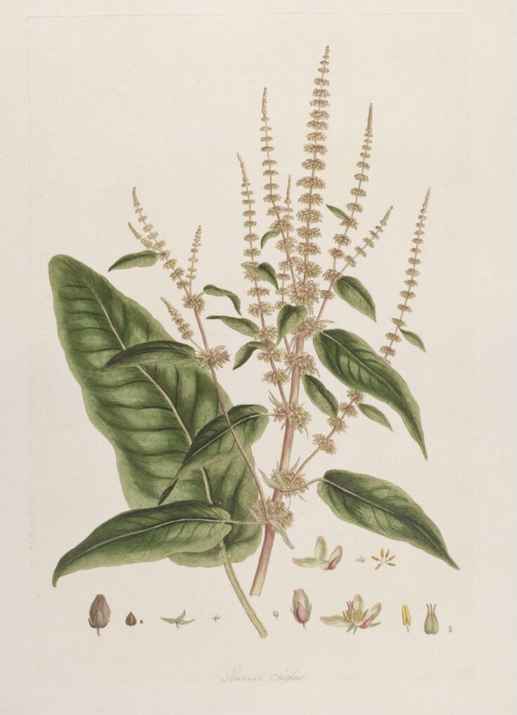 Print | John Miller | V&A Explore The Collections