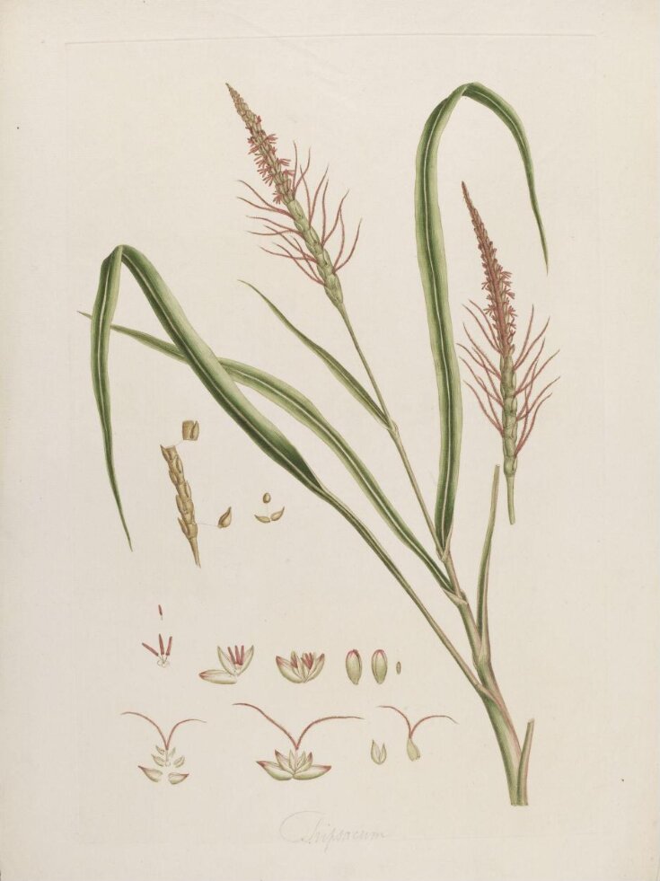 Print | John Miller | V&A Explore The Collections