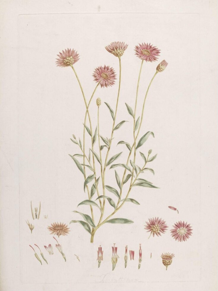 Print | John Miller | V&A Explore The Collections