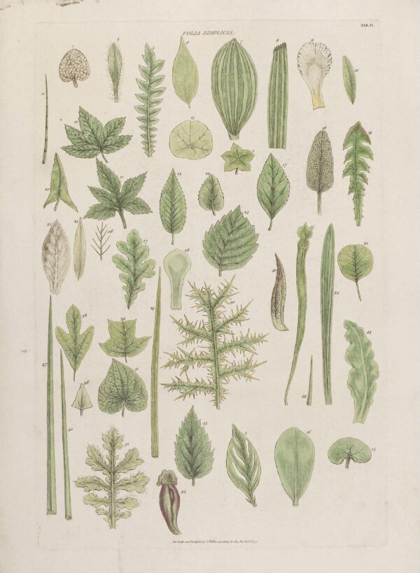 Folia Simplicia | John Miller | V&A Explore The Collections