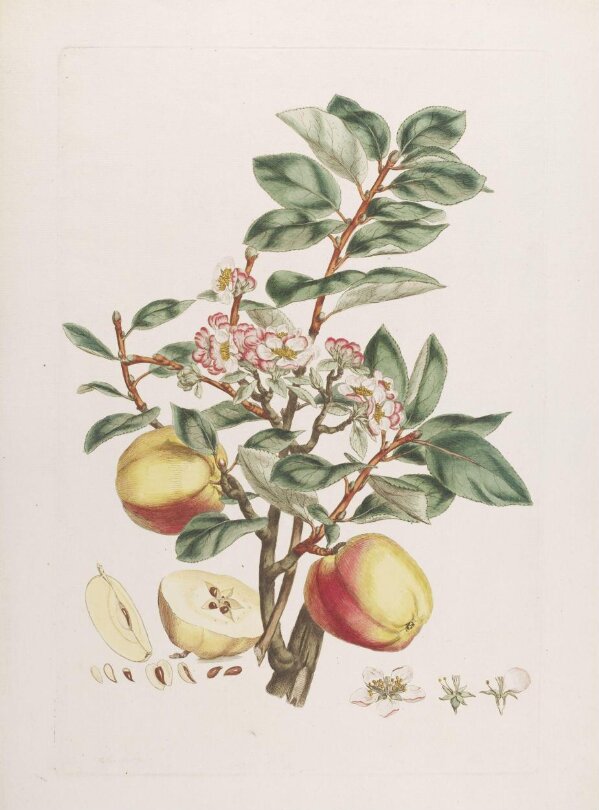 Print | John Miller | V&A Explore The Collections