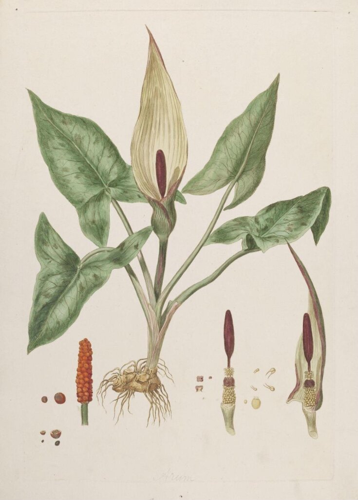 Print | John Miller | V&A Explore The Collections
